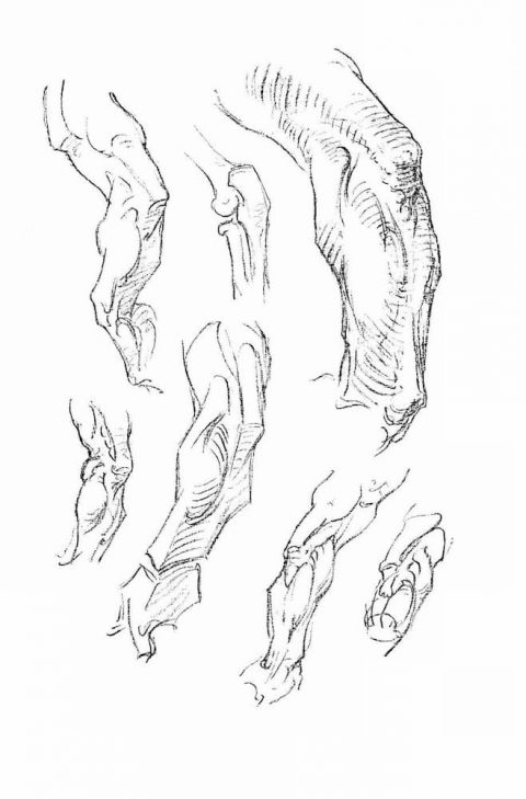 Approaching Anatomy: Bridgman | Sessions College